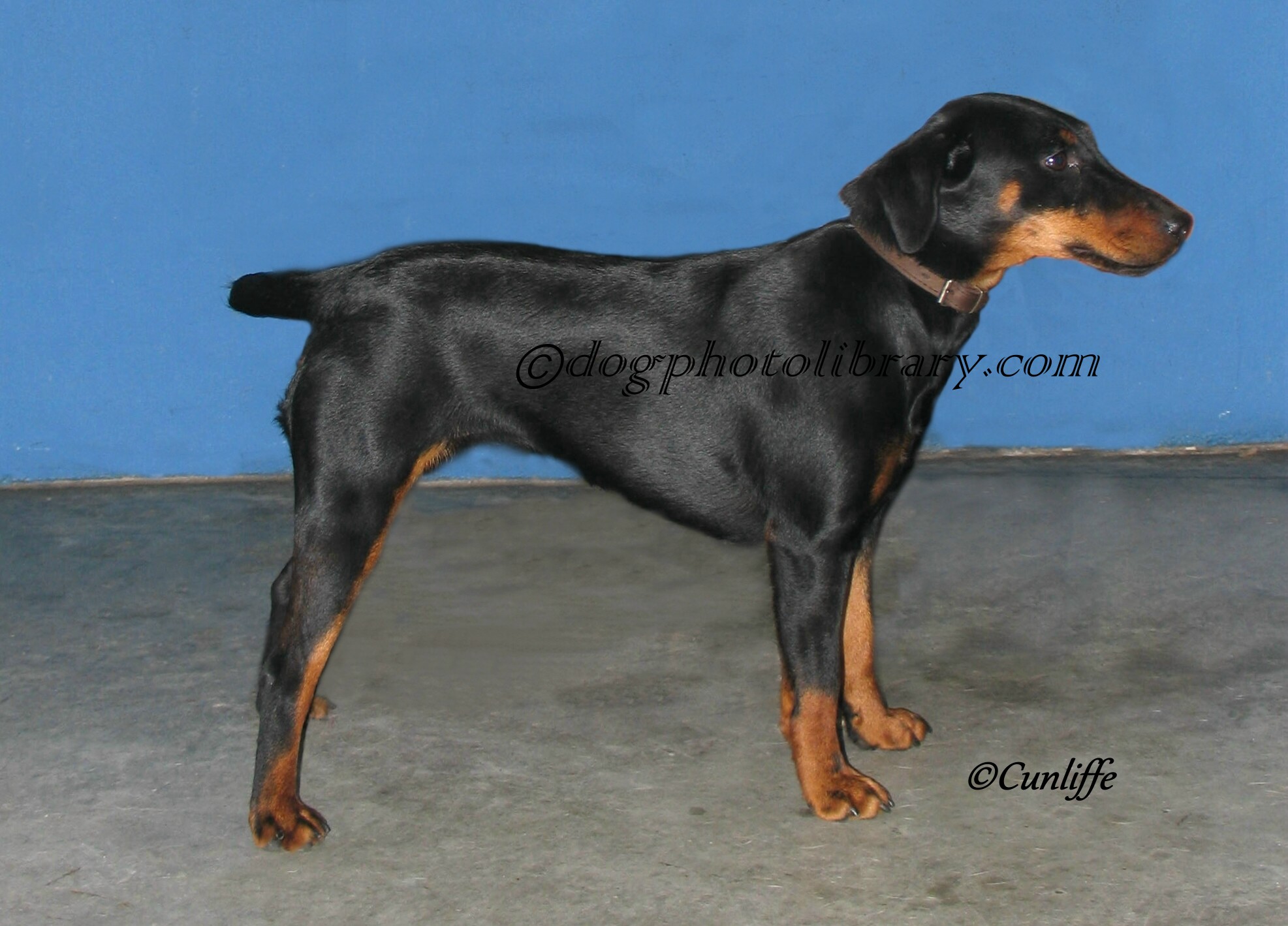 Dog Photo Library